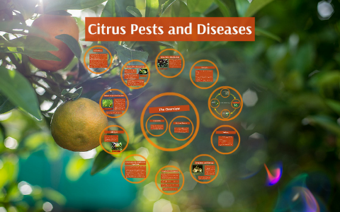 Citrus Pests and Diseases by Tom W on Prezi