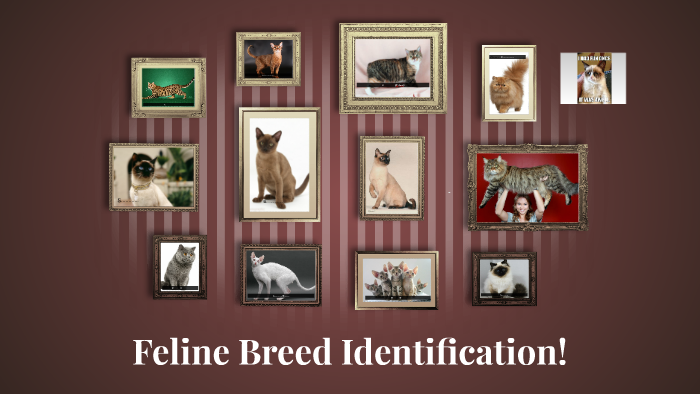 Feline Breed Identification! by Sara coles on Prezi
