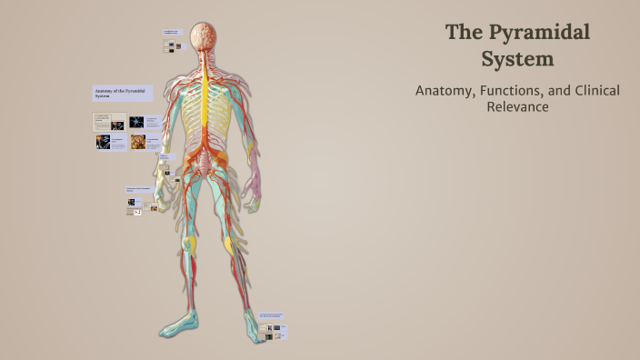 The Pyramidal System by Arpit Gautam on Prezi