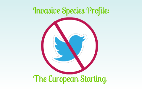 Invasive Species Profile: European Starling by John Caviness