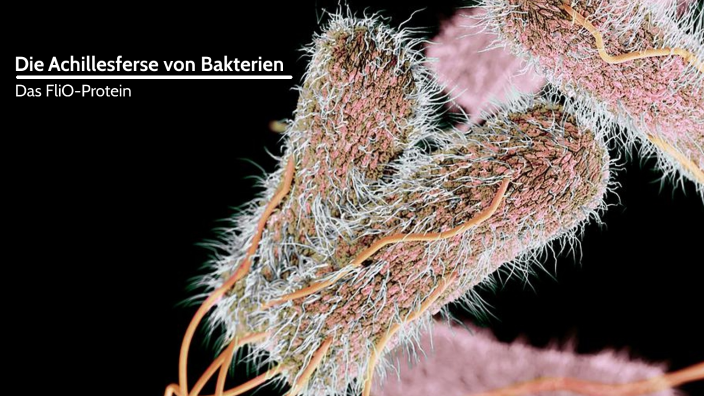 FliO-Protein by Wara Grosse on Prezi