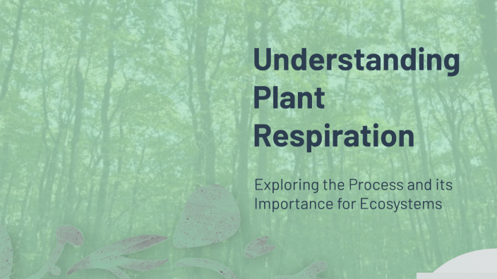 Understanding Plant Respiration by Abeer Zahr on Prezi