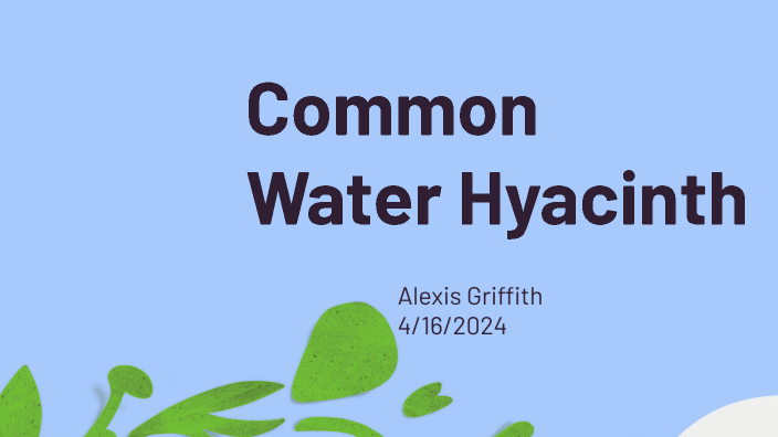 Alexis Griffith- Common Water Hyacinth by apple pi on Prezi