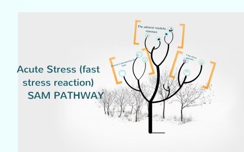 SAM pathway by rajni rampal on Prezi