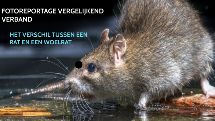 FOTOREPORTAGE VERGELIJKEND VERBAND HET VERSCHIL TUSSEN EEN RAT EN EEN ...