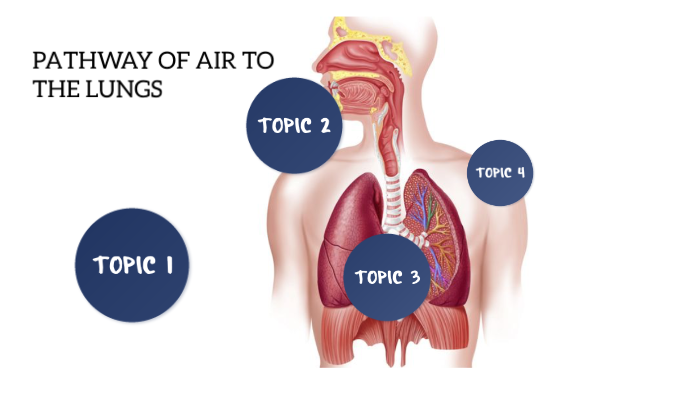 Pathway of air to the lungs by Ashleigh Fuller on Prezi
