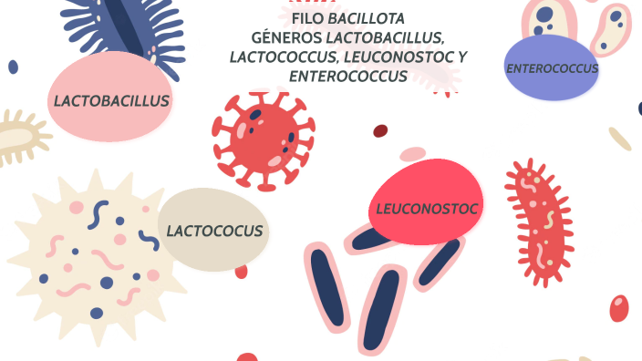 Filo Bacillota. Géneros Lactobacillus, Lactococcus, Leuconostoc y ...