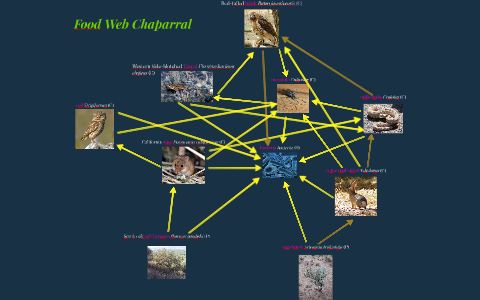 Chaparral Food Web by Mazaya Soundara on Prezi