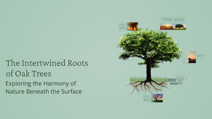 The Intertwined Roots of Oak Trees by Mia Korth on Prezi