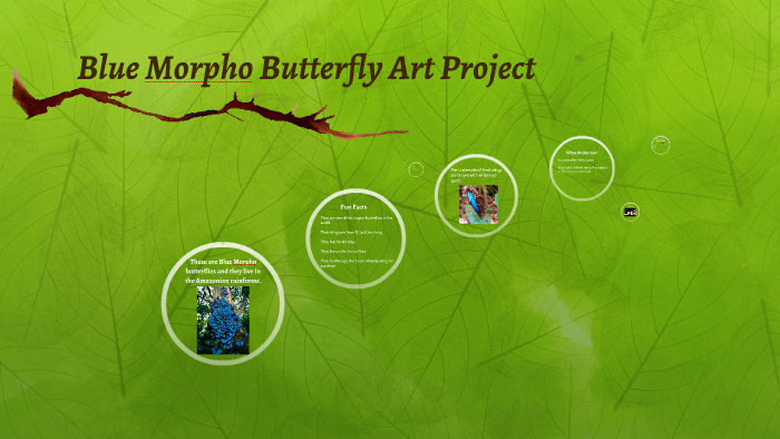 Blue Morpho Butterfly Art Project by Danielle Sawan on Prezi