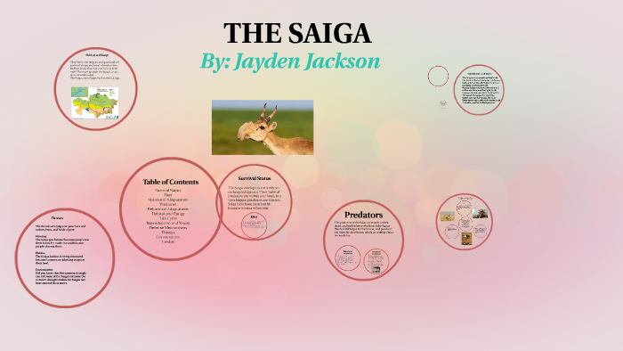 THE SAIGA by amy dickson on Prezi