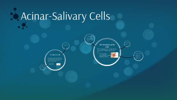 Acinar-Salivary Cells by Boris Simonenko on Prezi