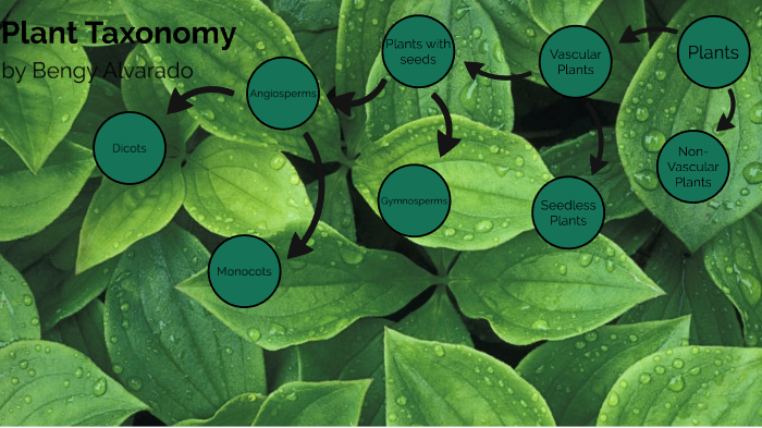 Plant flowchart by Benjamin Alvarado on Prezi