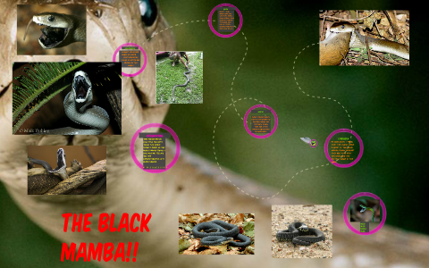 PYTHONS by jamia wright on Prezi