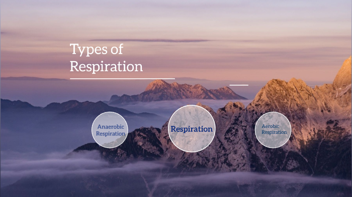 types of respiration by Dania Ibrahim on Prezi