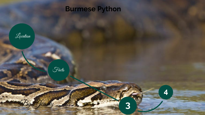 Burmese Python by Jeremy Saucedo Hernandez (FMIS) on Prezi