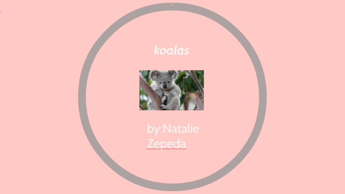 koalas by Natalie zepeda on Prezi