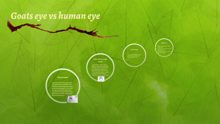 Goats eye vs human eye by laiba hassan on Prezi