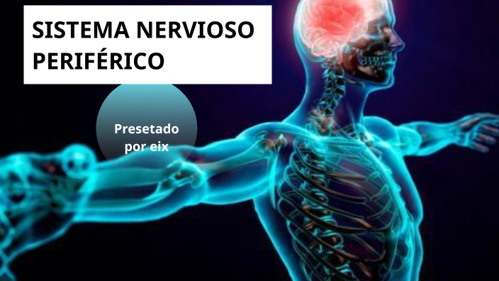 SISTEMA NERVIOSO PERIFÉRICO by yenixa muchachasoy on Prezi
