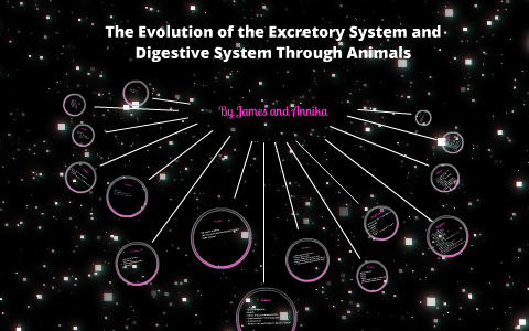 The evolution of the excretory system and the digestive system through ...