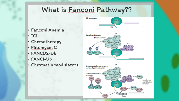 FA pathway modulation by Karthick Ravichandran on Prezi