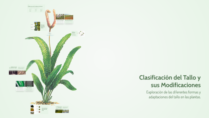Clasificación del Tallo y sus Modificaciones by denis hancco on Prezi