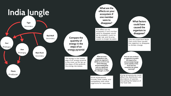 India Food Chain Ecosystem Assignment by Casey Woods on Prezi