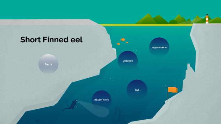 Short Finned Eel by Miles Chisholm on Prezi