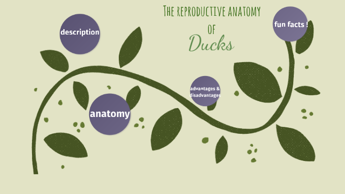 The reproductive anatomy of ducks by Amy Leigh O'Halloran on Prezi