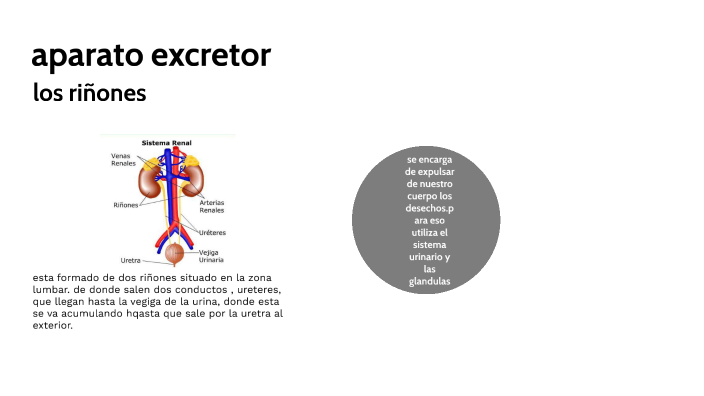 aparato excretor by jean marco medina auccapuma on Prezi