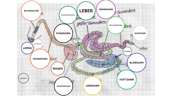Verdauungssystem Pferd by Julia Rasche on Prezi