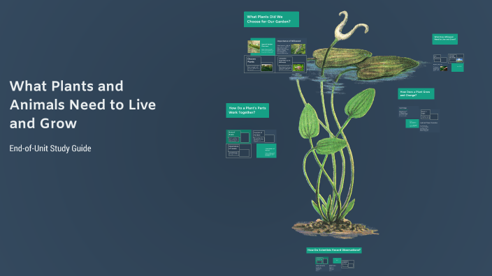 What Plants and Animals Need to Live and Grow by Cailane Wright on Prezi