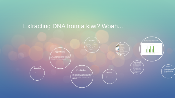 Extracting the DNA from a kiwi? Woah... by Sugar Skull on Prezi