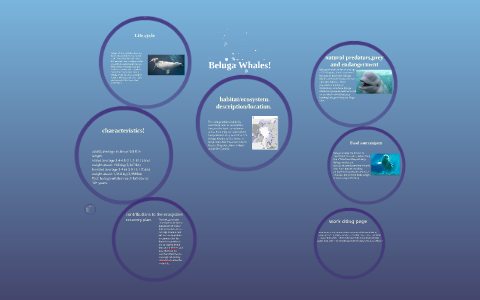 Beluga Whales! habitat/ecosystem. description/location. by Steven Kidd ...