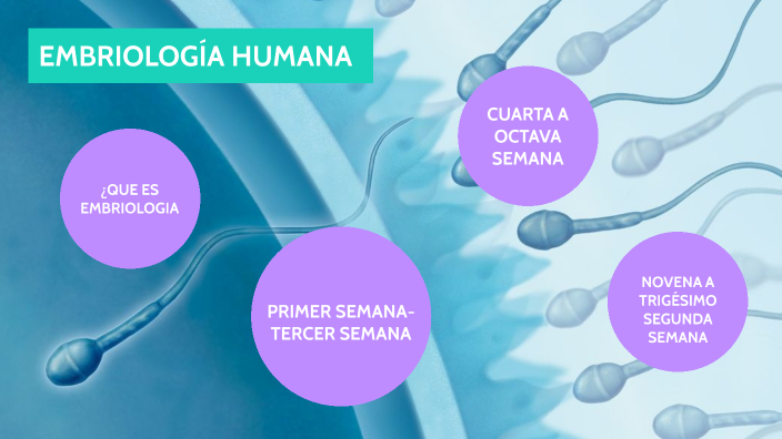 EMBRIOLOGÍA HUMANA by MaLu ChaSan on Prezi