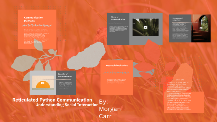 Reticulated Python Communication by morgan carr on Prezi