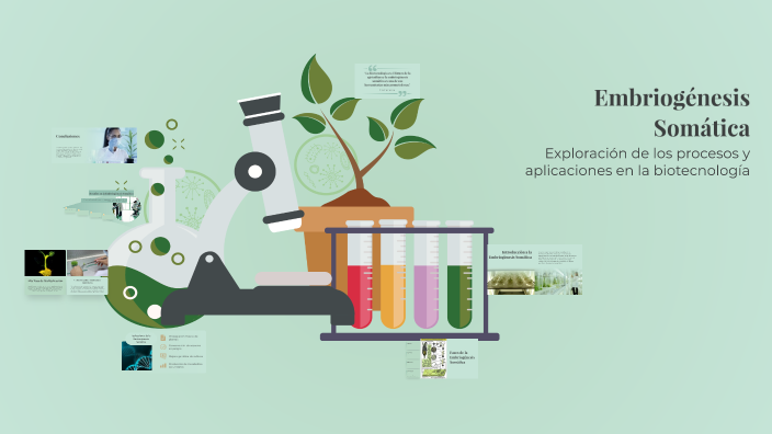 Embriogénesis Somática by Framber Luna on Prezi
