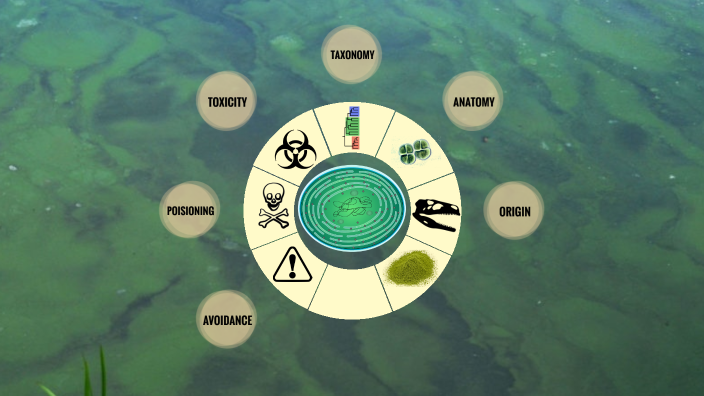 Cyanobacteria Project - Sue by Sue Seyer on Prezi