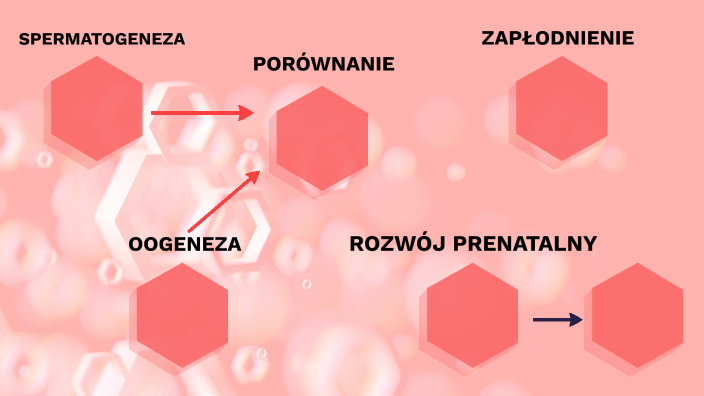 Spermatogeneza, oogeneza itd. by Iwona Duda on Prezi