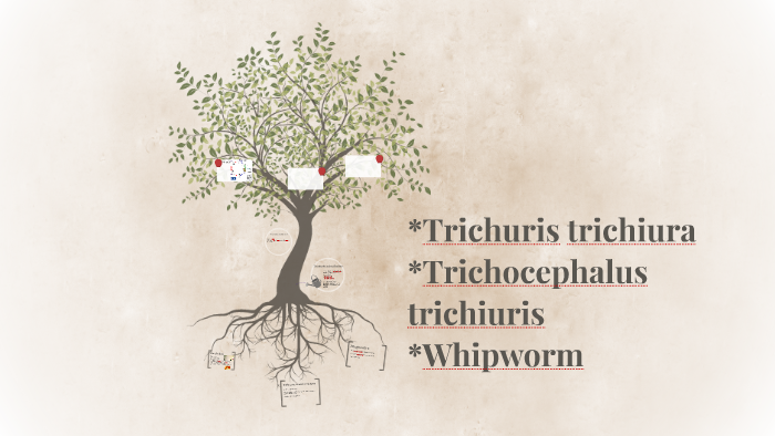 *Trichuris trichiura *Trichocephalus trichiuris by puya parsa on Prezi