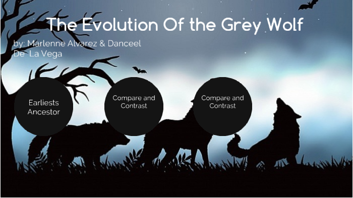 Evolution of wolf by Marlenne Alvarez on Prezi