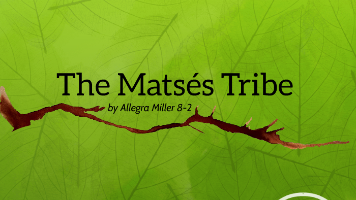 The Matsés Tribe by Allegra Miller on Prezi
