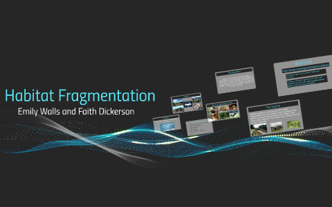 Habitat Fragmentation by Faith Dickerson on Prezi