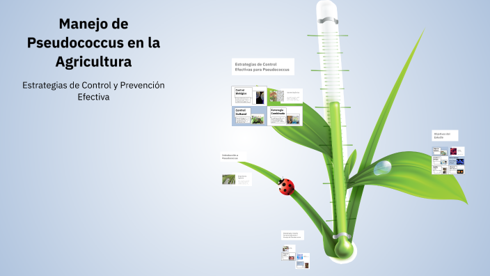 Manejo de Pseudococcus en la Agricultura by Gloria Ojeda on Prezi
