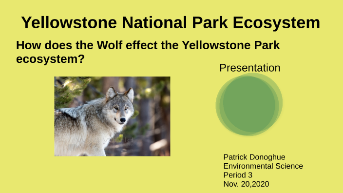 Yellowstone National Park Ecosystem by Patrick Donoghue on Prezi