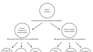 Cellular Transport concept map by Anna Nguyen on Prezi Design