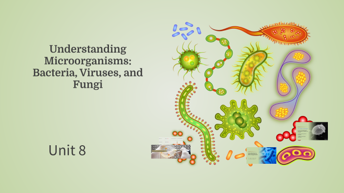 Understanding Microorganisms: Bacteria, Viruses, and Fungi by Hanna ...