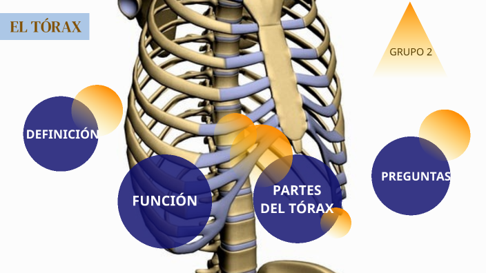 EL TÓRAX by Tamy Pozo on Prezi