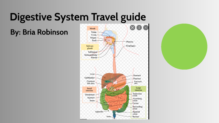 Digestive System Travel guide by Bria Robinson on Prezi