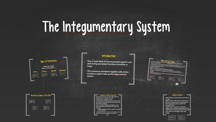 The Integumentary System by on Prezi